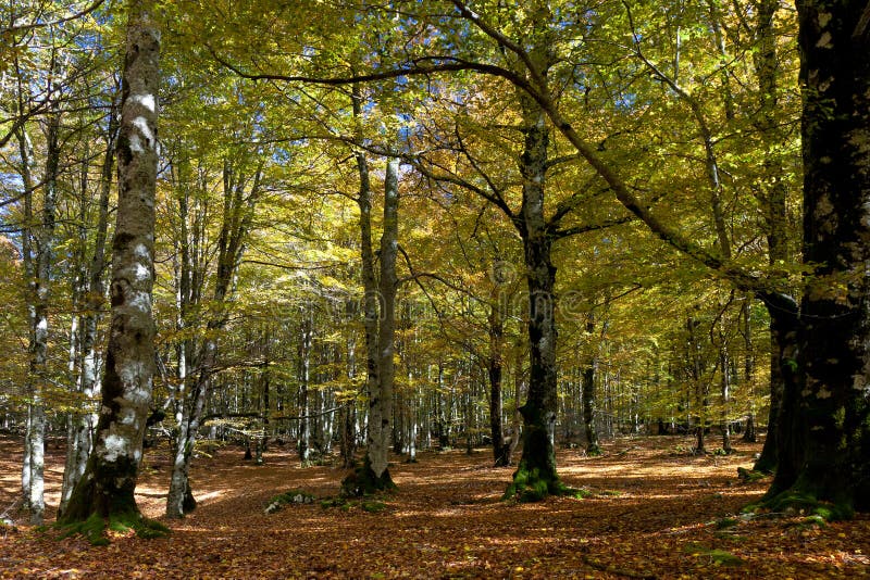 Forest in Urbasa, Navarra stock image. Image of trees - 27821245