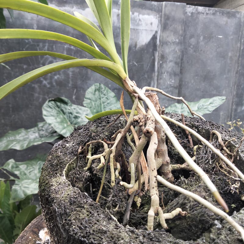 Forest Vanda Orchids Grow on the Wood Behind the House Stock Image ...