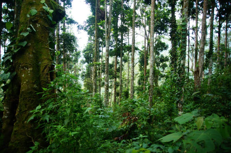 A Forest with a Variety of Trees and Plants on a Mountainside Stock ...