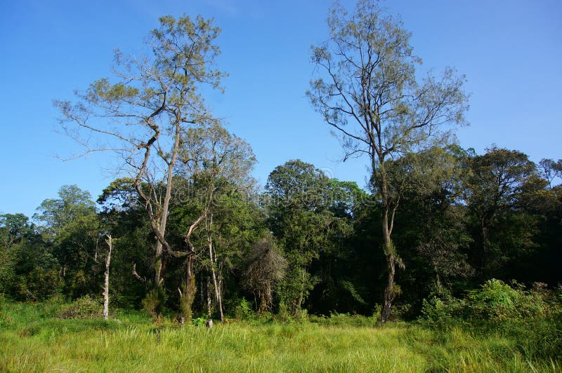 A Forest with a Variety of Trees and Plants on a Mountainside Stock ...