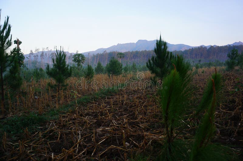 A Forest with a Variety of Trees and Plants on a Mountainside Stock ...