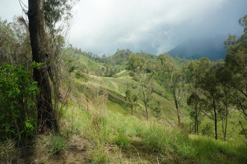 A Forest with a Variety of Trees and Plants on a Mountainside Stock ...