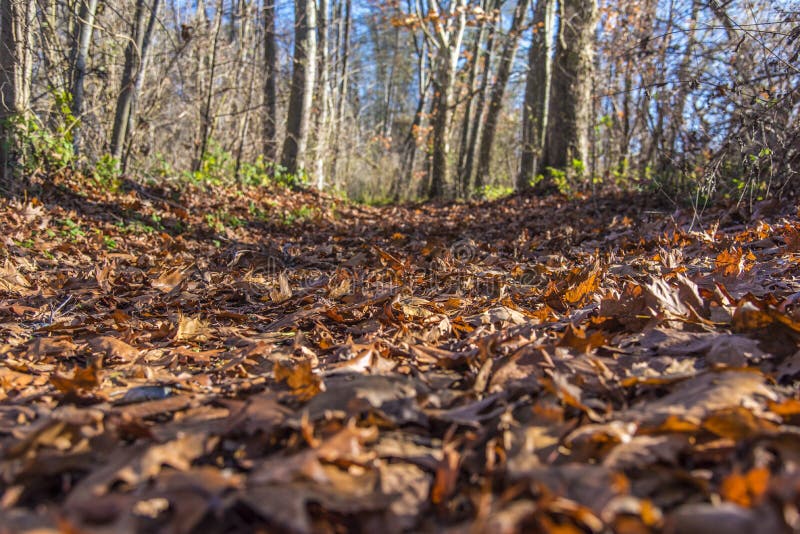 Forest vegetables stock photo. Image of green, nature - 170134646