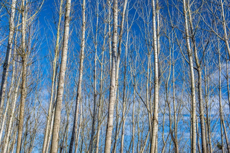 Forest vegetables stock photo. Image of forest, nature - 170135020