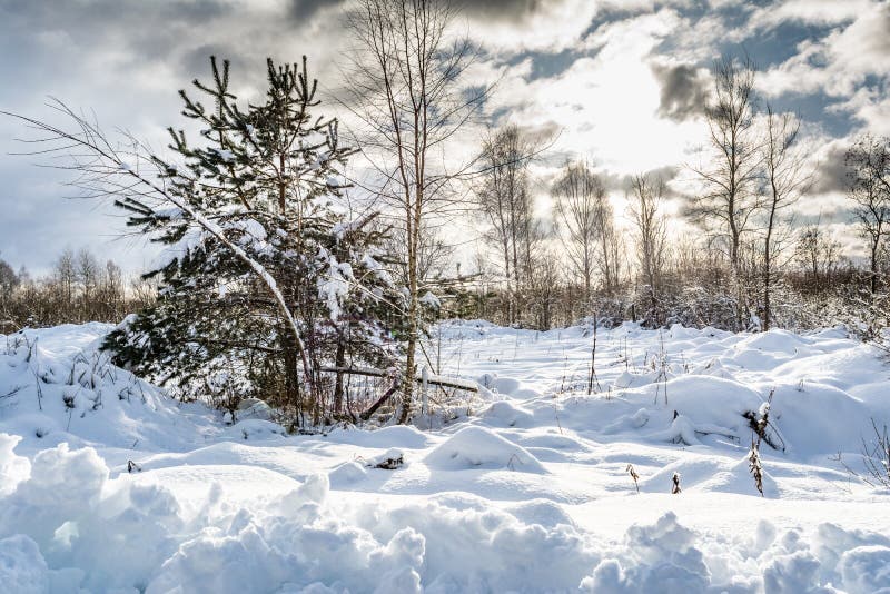 Forest and Vegetation are Covered with a Large Layer of Snow, Sunset in ...