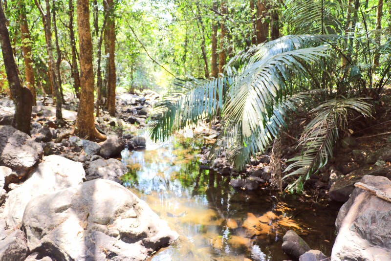 Forest Vegetation, Goa, India Stock Image - Image of trees, summer ...