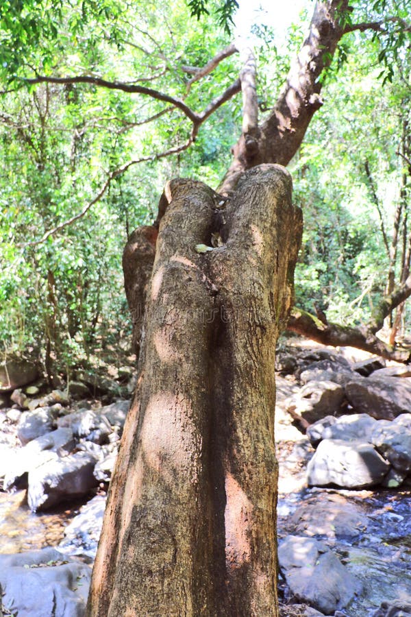 Forest Vegetation, Goa, India Stock Image - Image of stone, tree: 175665091