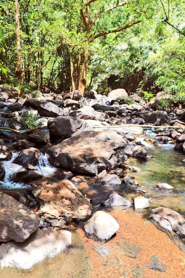 Forest Vegetation, Goa, India Stock Photo - Image of grass, landscape ...