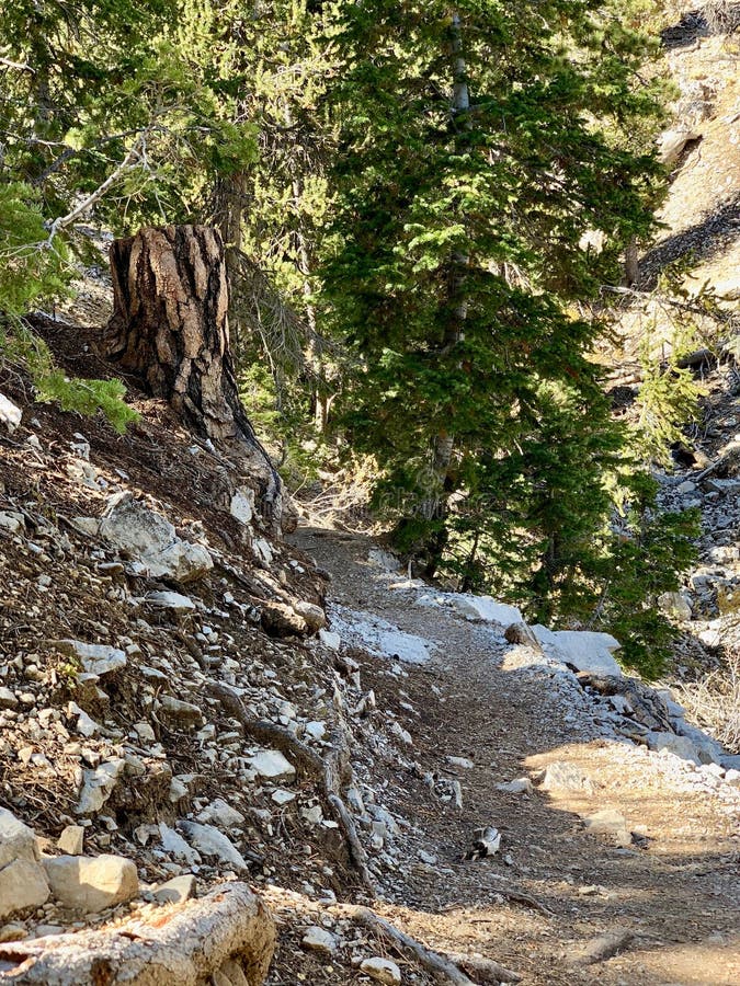 Upper Bristlecone Loop Trail, Mt. Charleston, Nevada Stock Image ...