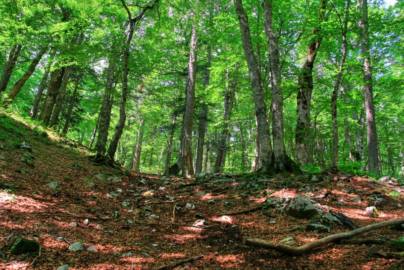 Forest vegetation - trees stock image. Image of natural - 1664283