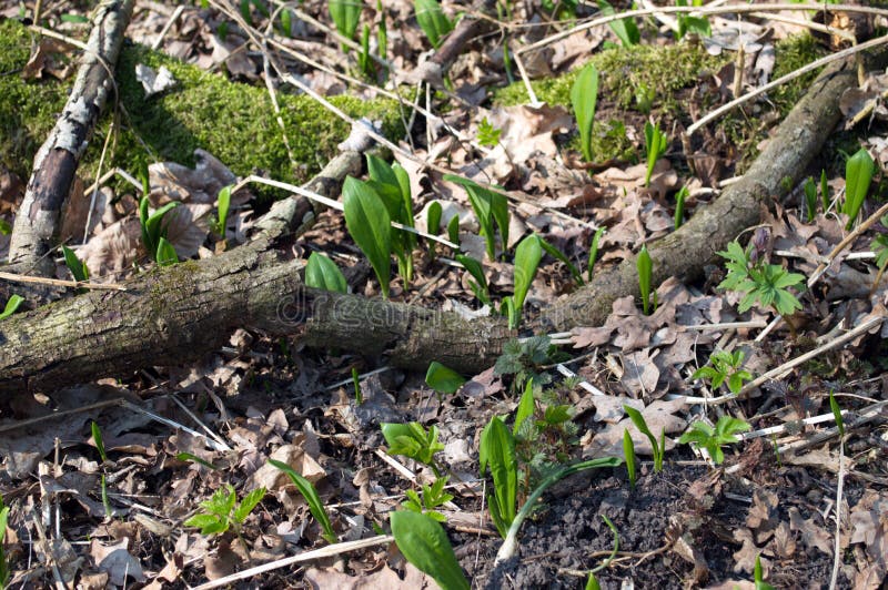 Forest vegetation stock photo. Image of forest, plant - 57270434