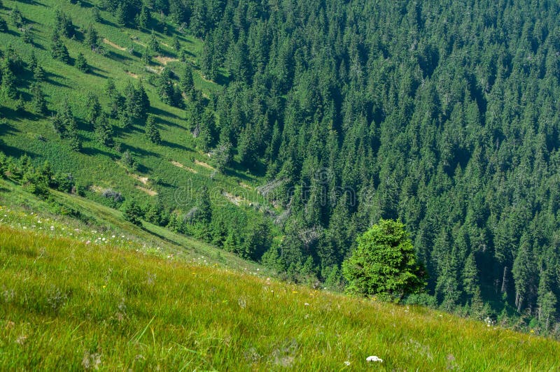 Forest in Velka Fatra - Slovakia Stock Photo - Image of landscape ...
