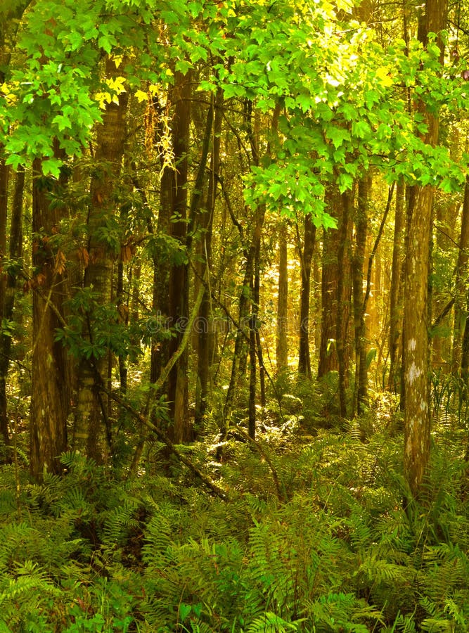 Forest vertical HDR 1 stock photo. Image of florida, swamp - 14632904