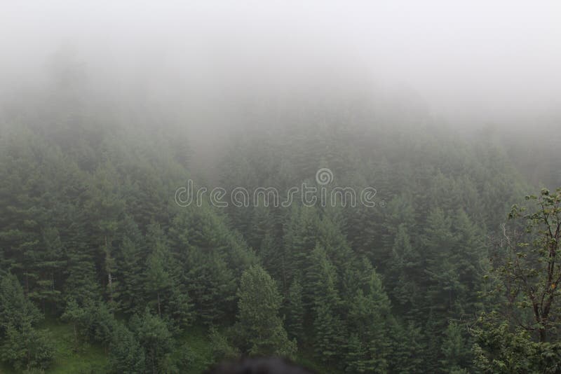 Forest stock photo. Image of trident, forest, rainforest - 102745360