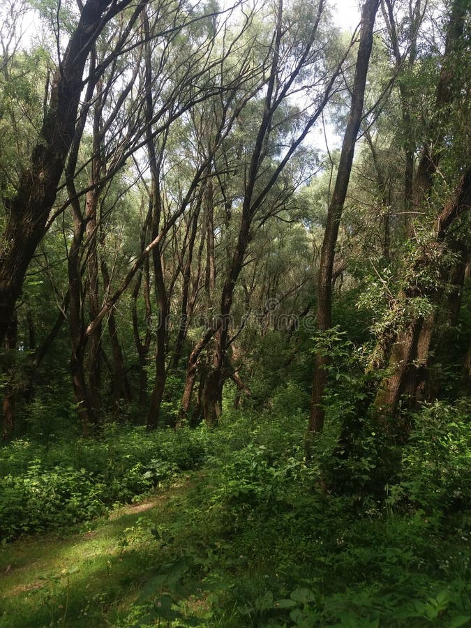 Forest. Very nice stock image. Image of nice, bright - 96479605