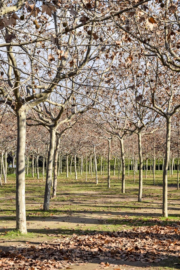 Trees planted in a row. stock photo. Image of leaves - 186582576
