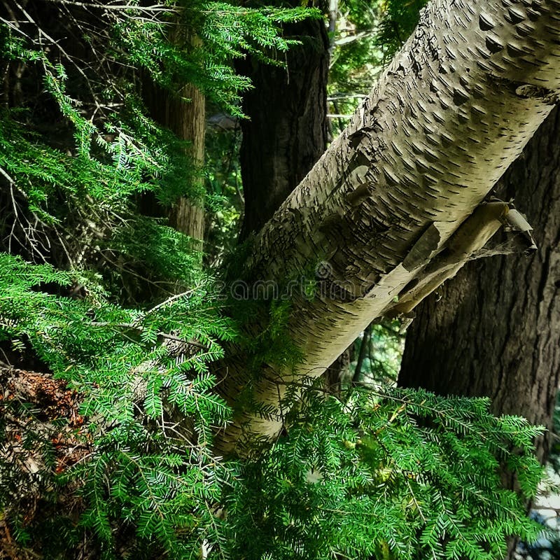 70s vibe stock image. Image of good, vibe, vibes, life - 77850985