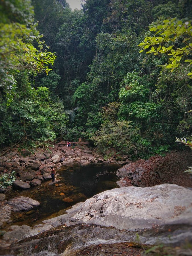 Forest vibe stock image. Image of chill, trecking, wild - 115110477