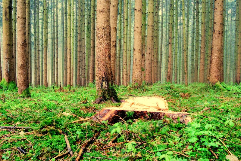 Forest view stock image. Image of beautiful, chop, forest - 13331507