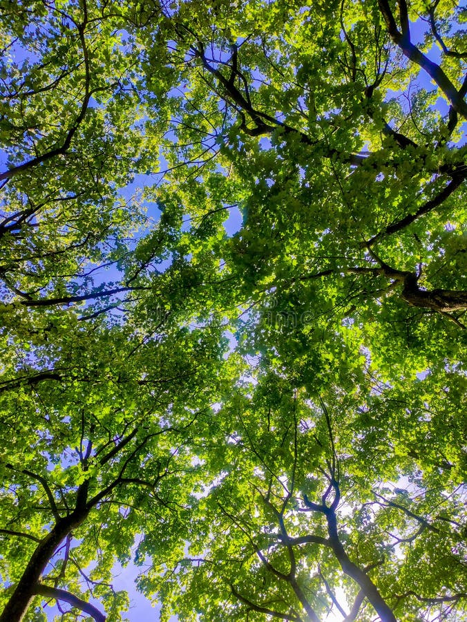 Forest View from Below, Inside Forest. Tree Leaves Wallpaper. Bottom ...