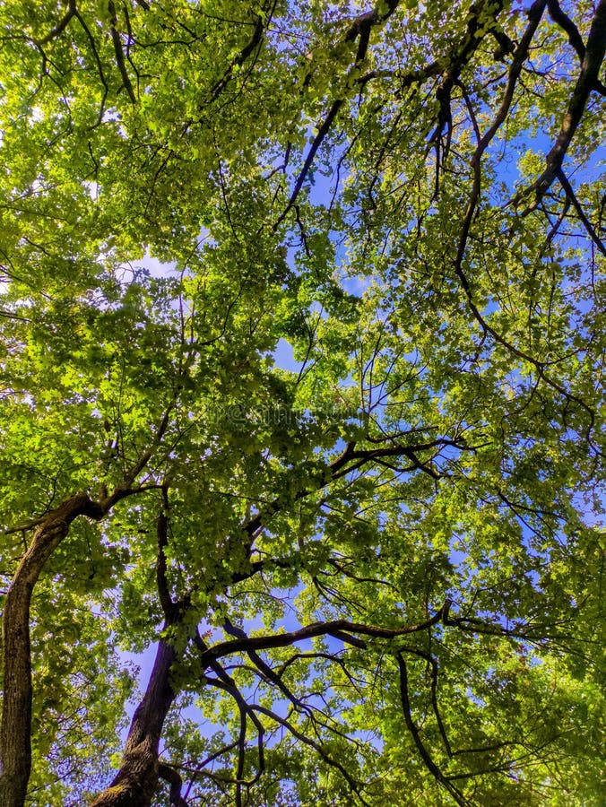 Forest View from Below, Inside Forest. Tree Leaves Walpaper. Bottom ...