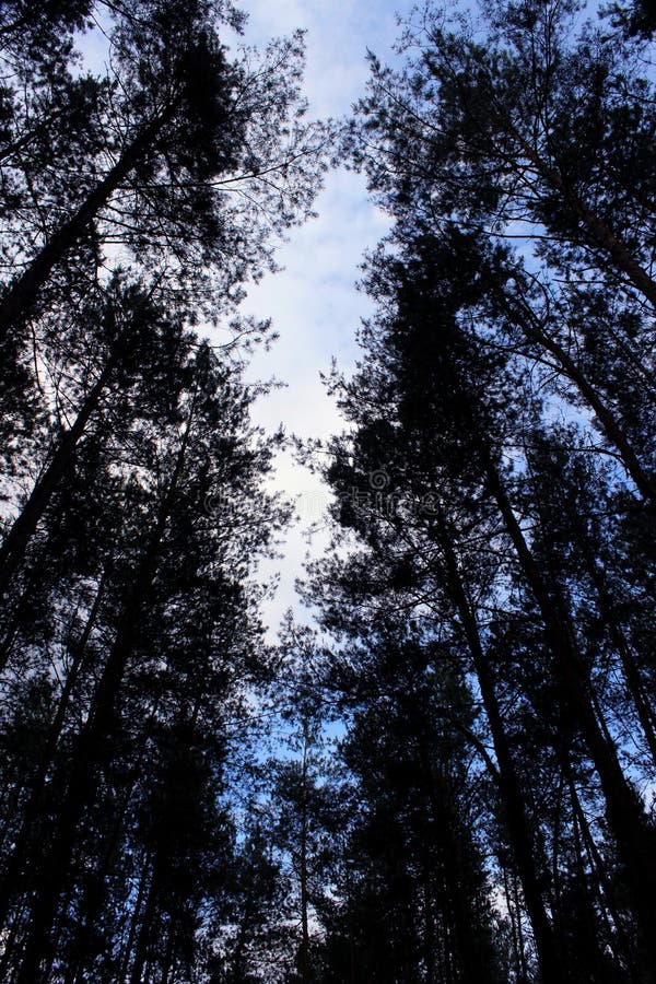Forest, View from Below. Vertical Image of Pine Trees, Cropped Shot ...