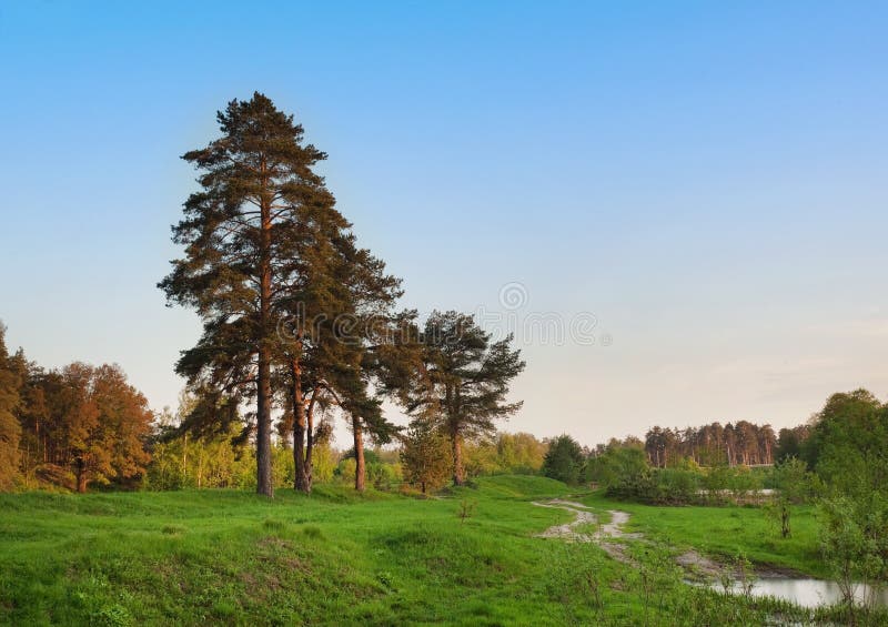 Forest View with Blue Sky and Green Meadow Stock Photo - Image of ...