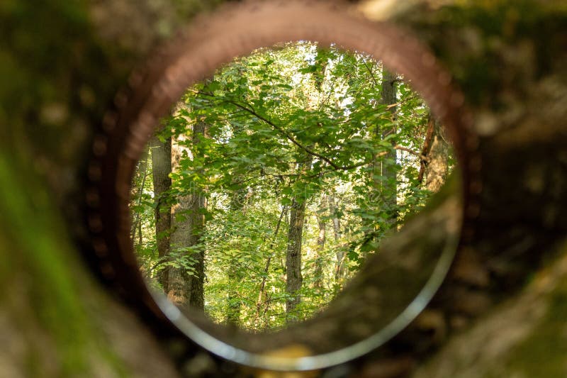 Forest View through a Circular Frame Stock Image - Image of woods ...