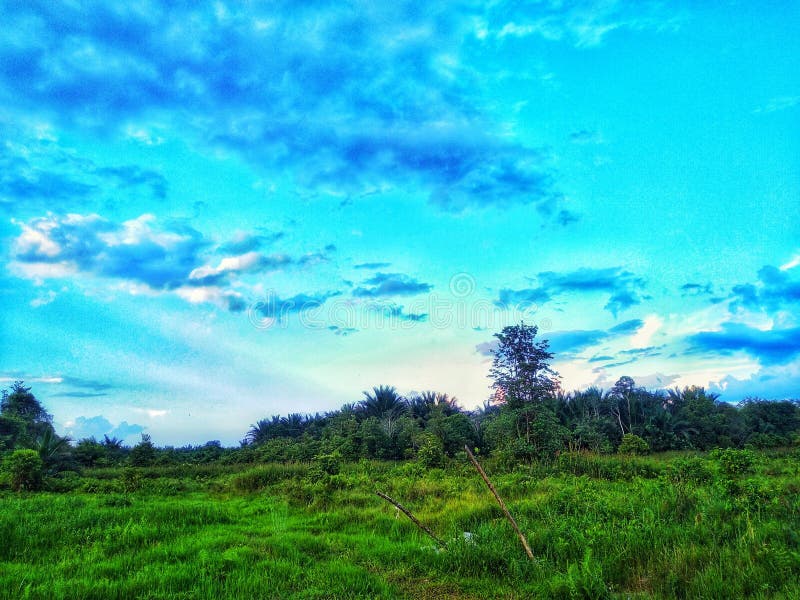 Forest View Complete with Clouds and Clear Sky Stock Photo - Image of ...