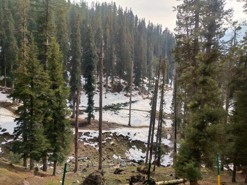 A Hut and Deodar Trees Covered by Snow in Heavy Snowfall in an Indian ...