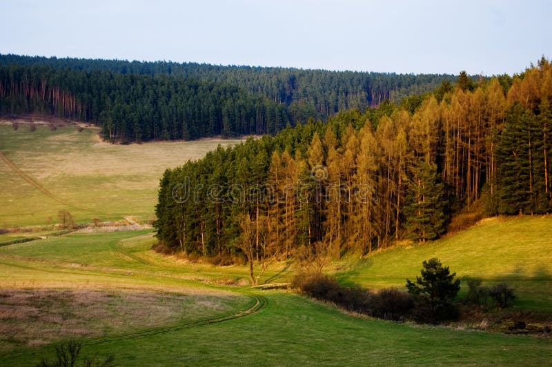 Forest stock photo. Image of road, path, nature, trees - 40332708