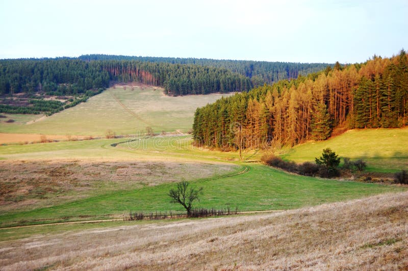 Forest stock image. Image of plain, road, meadow, trees - 51070857
