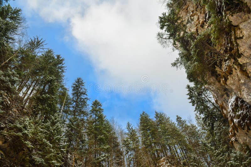 Forest View from the Ground To the Blue Sky in Winter Landscape Stock ...