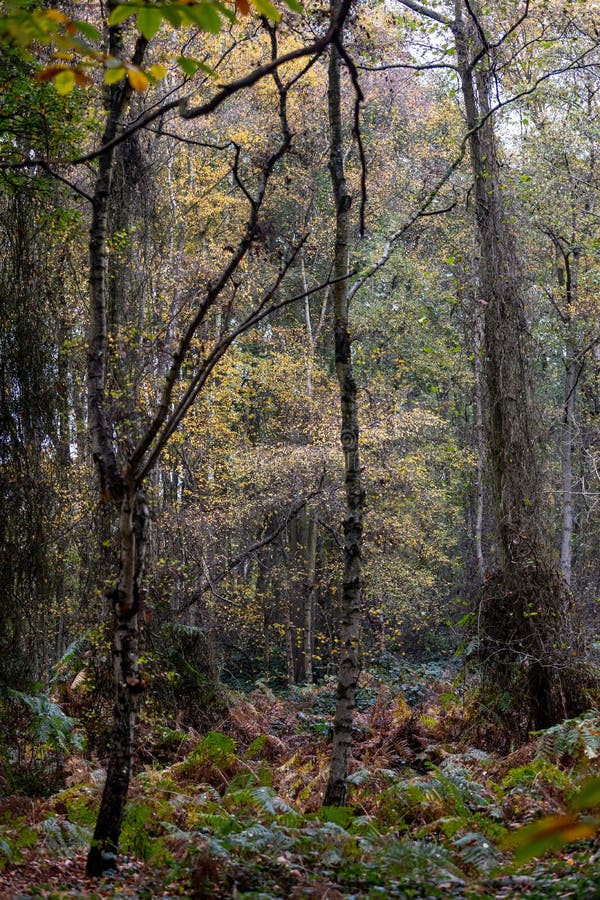 Forest View with High Yellowing Oak Trees and Bushes Stock Photo ...