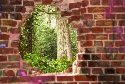 Forest View through a Hole in the Wall Stock Photo - Image of forest ...