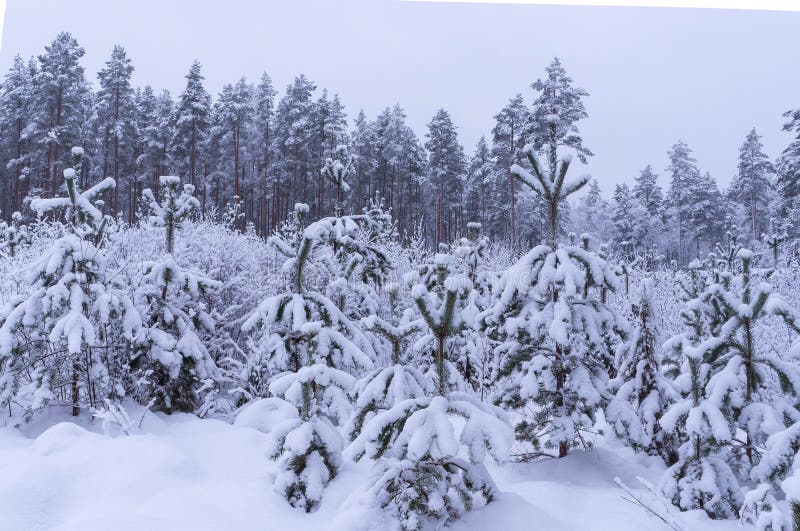Forest view in January stock image. Image of cold, snowfall - 84171631