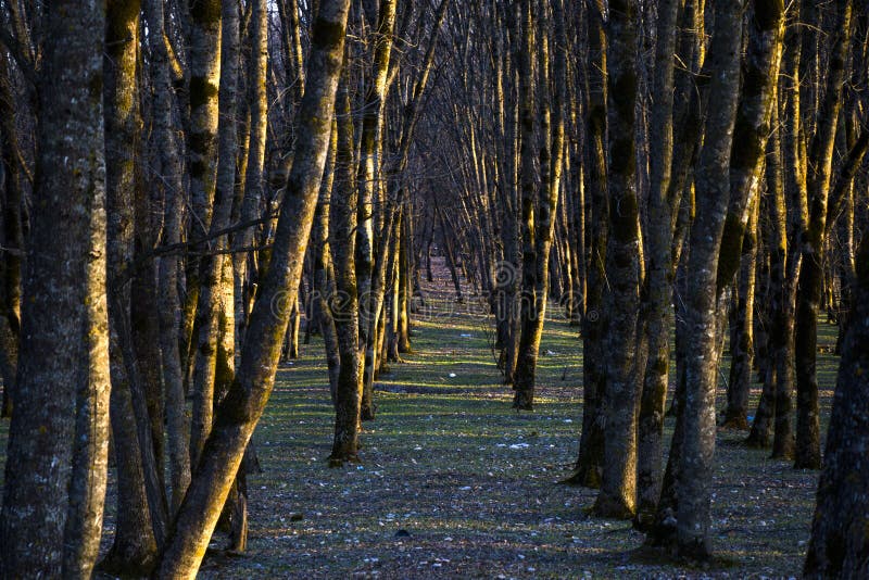 Forest View and Landscape, Magic Trees Wild Scene Stock Image - Image ...