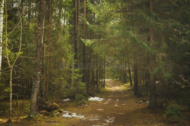 Forest Path among Spruce and Pine Trees on a Spring Day. Change of ...