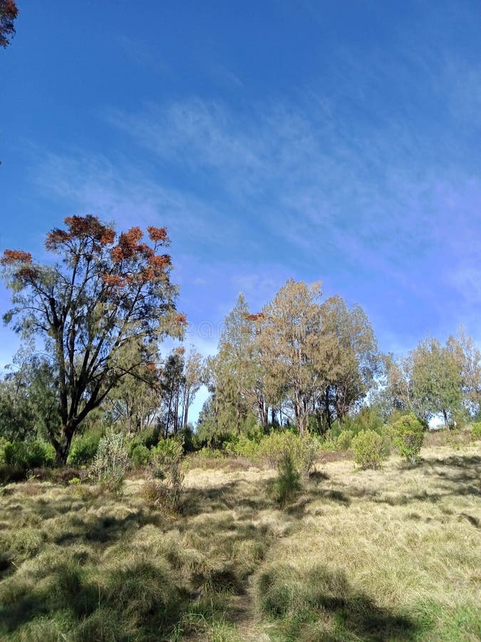 Forest View on Mount Argopuro Stock Photo - Image of leaf, views: 320857670