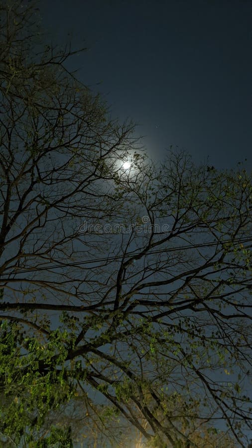 Forest, View, Night, Wallpaper, Moon, Moonlight, Night, Sky Stock Image ...