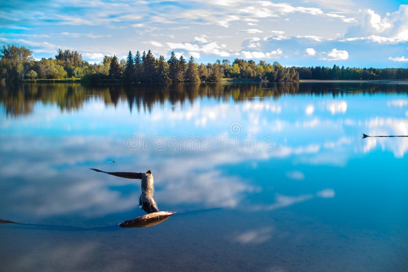 Forest view over a lake stock image. Image of pond, reflection - 99403341