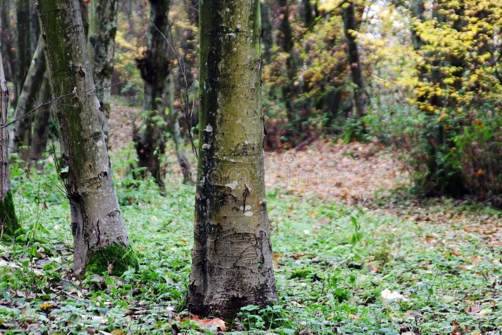 Forest view in park stock image. Image of hiking, bush - 13476353