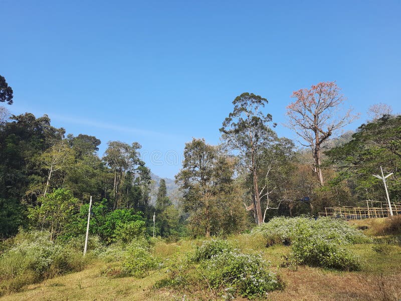 Forest view point stock image. Image of poin, point - 255569447