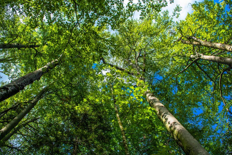 Forest with View To Tree Crowns Stock Photo - Image of foliage, forest ...