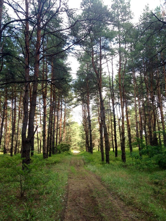 Forest stock photo. Image of forest, trees, tree, time - 72990468