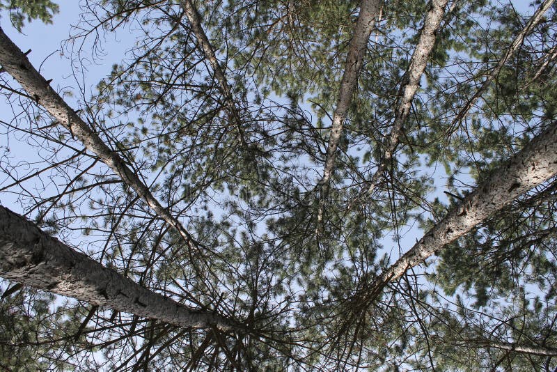 Forest, the crown of tree stock photo. Image of view - 116522192