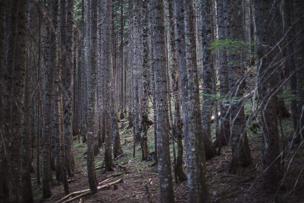 Forest stock photo. Image of environment, area, wilderness - 100591536