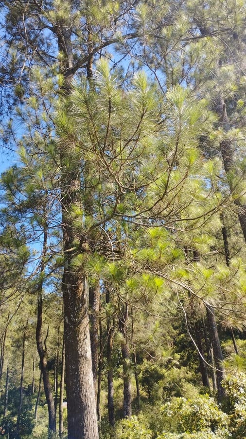 Forest View with Various Kinds of Trees Stock Photo - Image of kinds ...