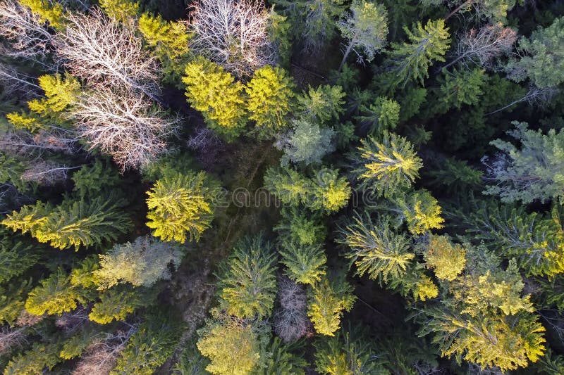 Forest View Vertically Down from a Height Stock Photo - Image of green ...