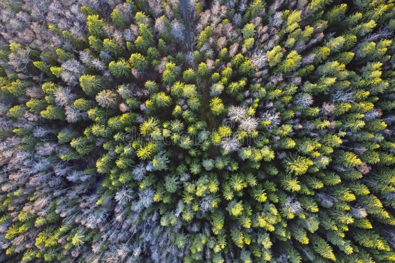 Forest View Vertically Down from a Height Stock Photo - Image of ...